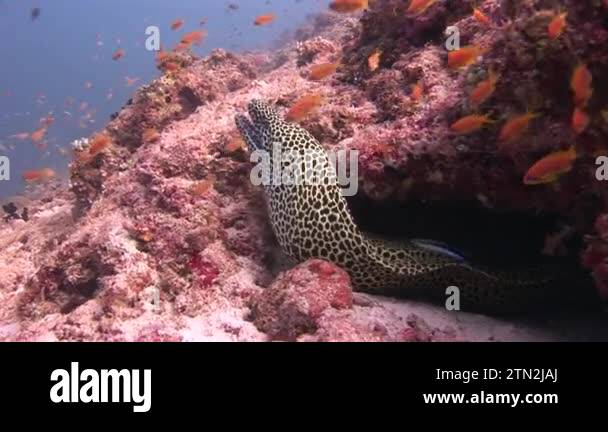 Moray eel leopard Stock Videos & Footage - HD and 4K Video Clips - Alamy
