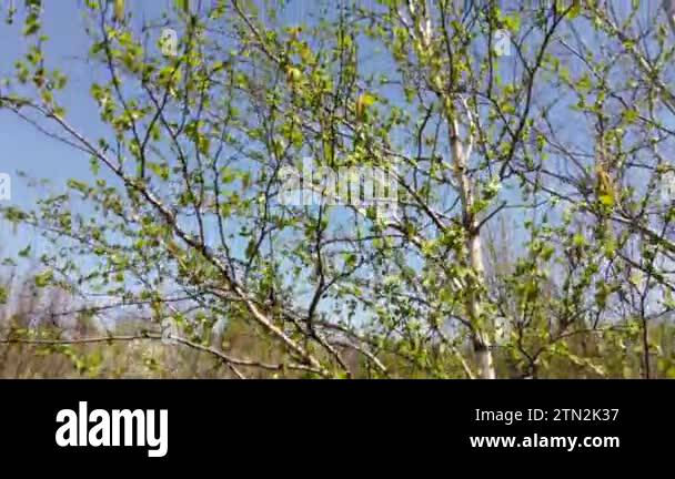 Young spring birch tree with small green leaves on sunny scenic blue ...