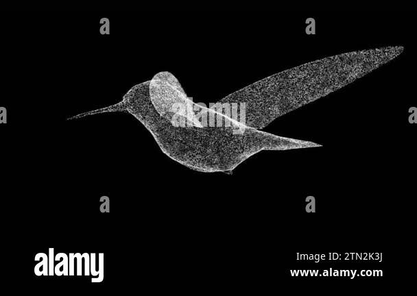 3D hummingbird rotates on black bg. Symbol of peace and prosperity ...