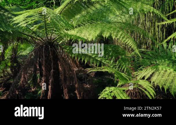 Prehistoric tree ferns Stock Videos & Footage - HD and 4K Video Clips ...