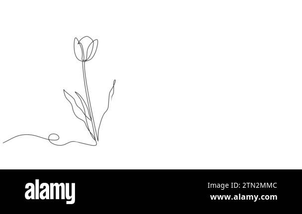 animated continuous single line drawing of tulips, fresh flowers line ...
