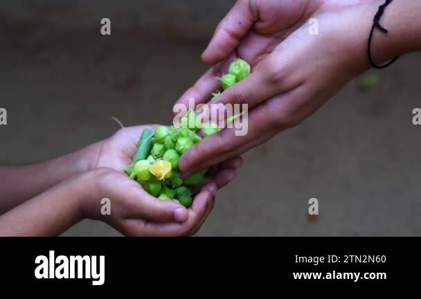 Ashwagandha Dry Root Medicinal Herb with Fresh Leaves, also known as ...