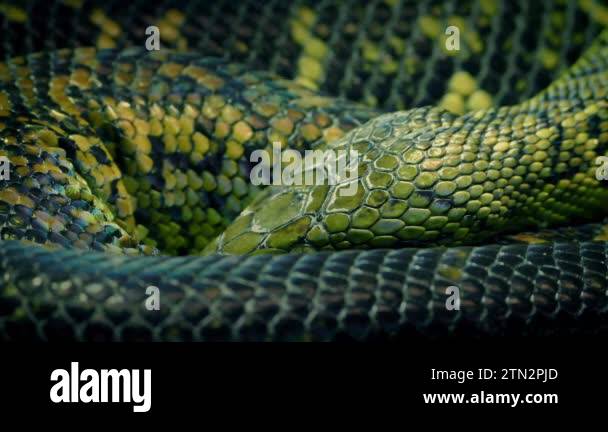 Poisonous snake coiled coil Stock Videos & Footage - HD and 4K Video ...
