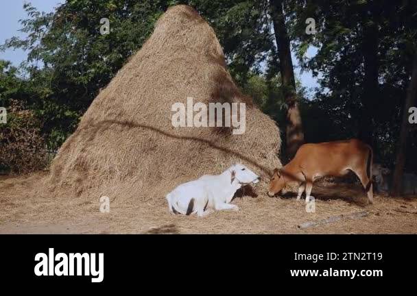 Brown cow eating hay and white cow lying down at the foot of a tall ...