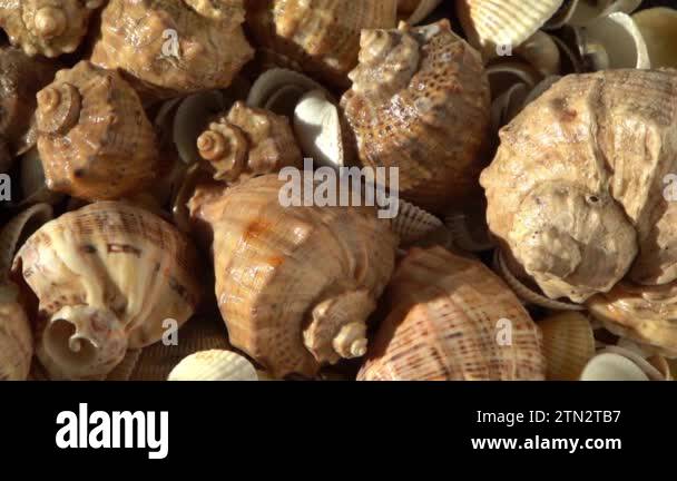Sea shells on the beach. Summer background. Rapan conch shell top view ...