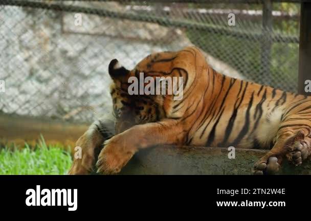 Laying tiger Stock Videos & Footage - HD and 4K Video Clips - Alamy