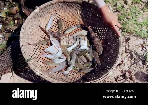 Close-up on fisherman sorting fish catch out from aquatic plants in a ...