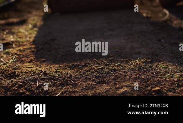 A roll of lawn grass is rolled out on the soil prepared for planting ...