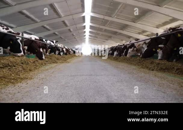 Camera moving along path on cowshed with cattle which eating hay. Long ... Camera moving along path on cowshed with cattle which eating hay. Long ...