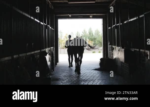 Young jockey is walking with a horse out of a stable. Man leading horse ...
