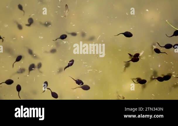 Many tadpoles, the larval stage in the biological life cycle of a frog ...
