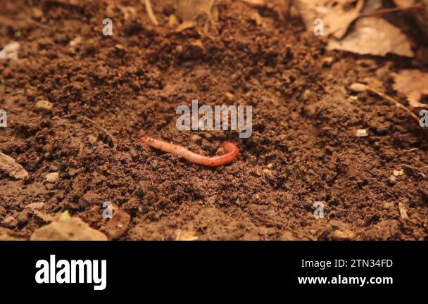 Earthworms on the soil surface try to bury themselves in the soil the ...