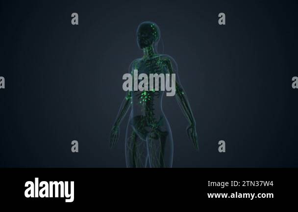 Lymphatic System Internal Anatomy background Stock Video Footage - Alamy