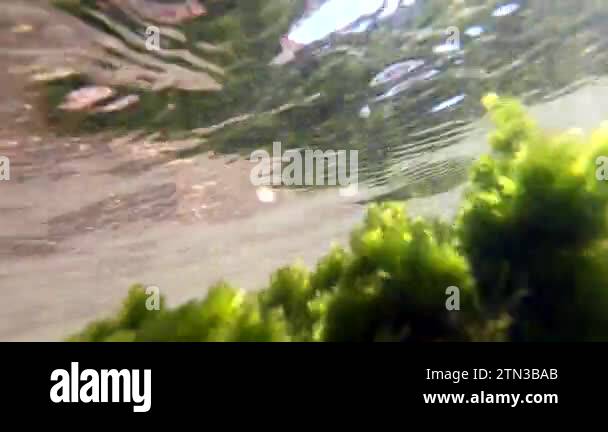 Green algae in transparent water swaying from ebb and flow of sea wave ...