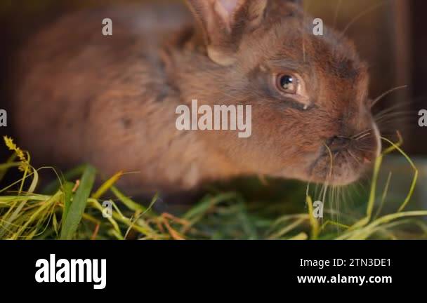 Portrait of gray rabbit sniffing in cage in slow motion. Close-up ...