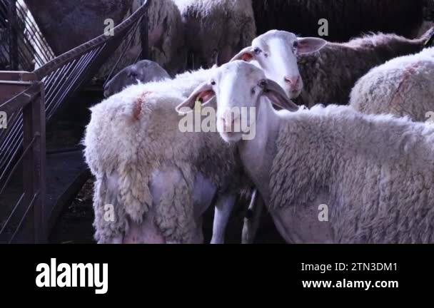 A herd of rams, wooly sheep, lambs in a pen in a stall on the farm ...