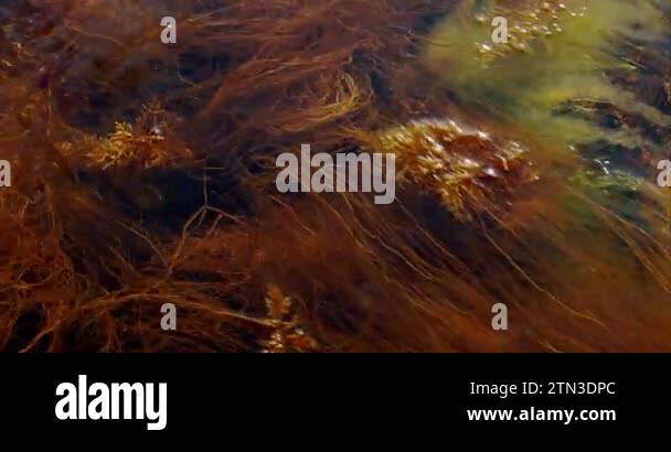Green seagrass hover in the water. Seaweed is a common aquatic plant ...