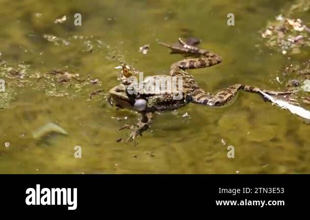 Common frog, Rana temporaria, single reptile croaking in water, also ...