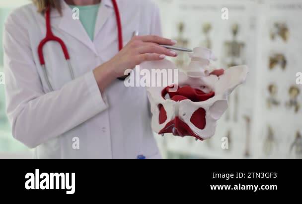 Pelvis anatomical skeleton structure Stock Videos & Footage - HD and 4K ...