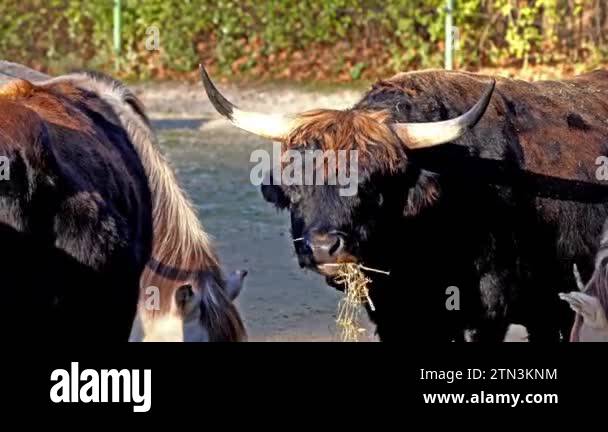 Heck cattle, Bos primigenius taurus, claimed to resemble the extinct ...