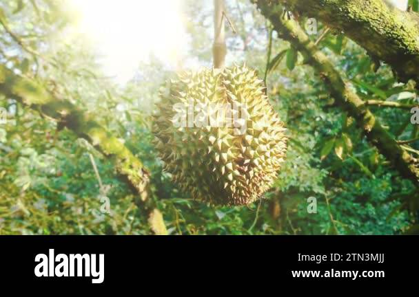 Durians king fruit asia Stock Videos & Footage - HD and 4K Video Clips ...
