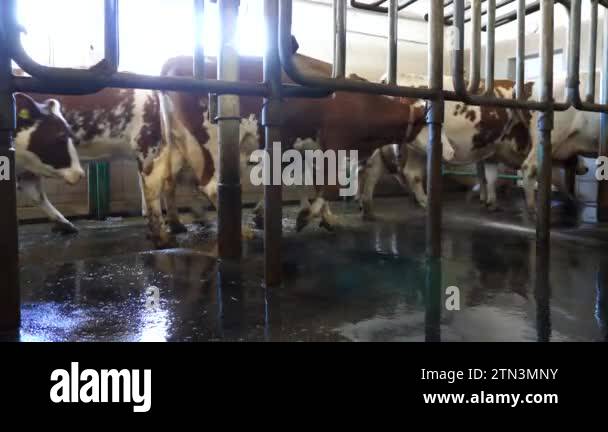 Cattle leaving industrial line of the milking machine at dairy farm ...