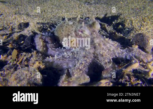 Marine life: Common octopus (Octopus vulgaris) sprawled on a heap of ...