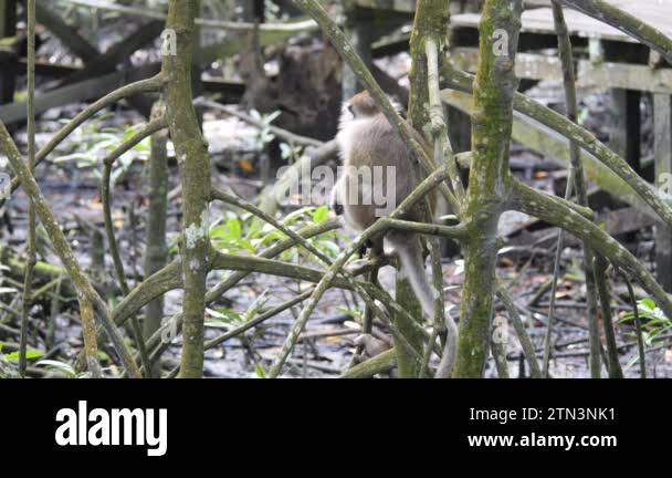 Macaca fascicularis monkeys living in mangrove forest at Tarakan ...