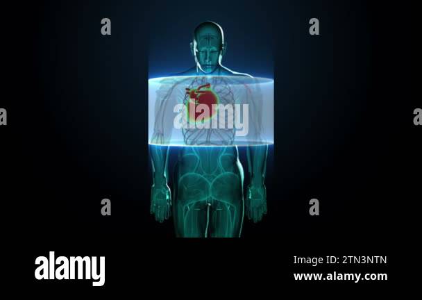Zooming rotating body and scanning heart. Human cardiovascular system ...