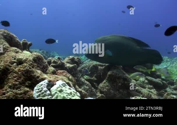 Species of underwater marine fish family Stock Videos & Footage - HD ...
