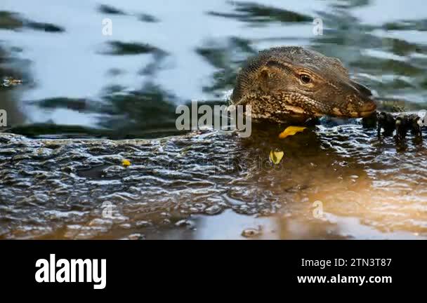 Water monitor lizard basking Stock Videos & Footage - HD and 4K Video ...