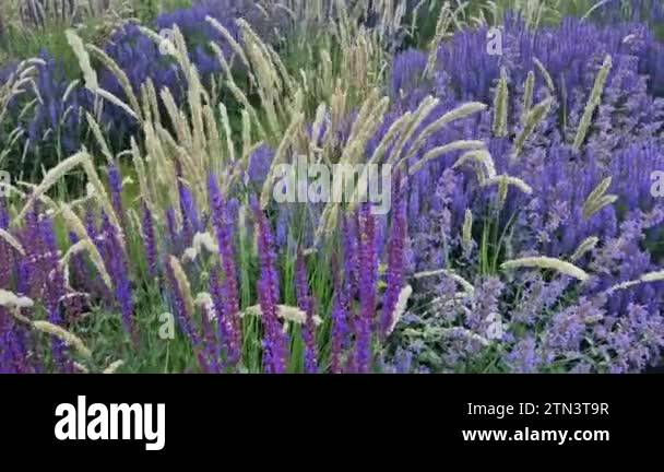 Blue ornamental grasses Stock Videos & Footage - HD and 4K Video Clips ...