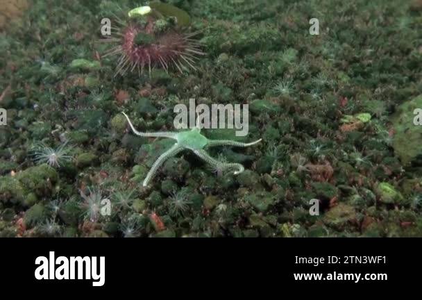 Underwater shot of teaming in Antarctica and floating around starfish ...