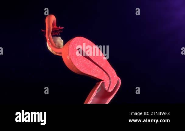 Menstruation uterus bleeding Stock Videos & Footage - HD and 4K Video ...