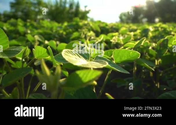 Green young soy plants growing from the soil. Green soya leaves ...