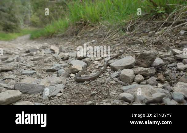 Worm trail Stock Videos & Footage - HD and 4K Video Clips - Alamy