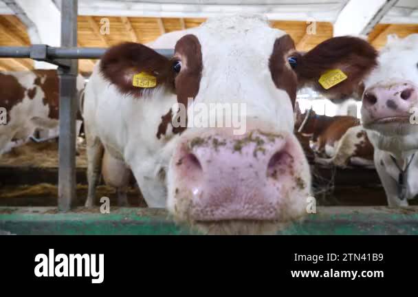 Curious milk cow looking into camera and sniffing it with a big wet ...