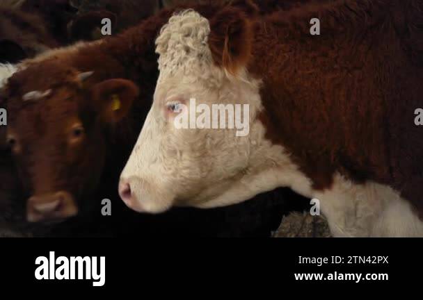 Cow head facing camera Stock Videos & Footage - HD and 4K Video Clips ...