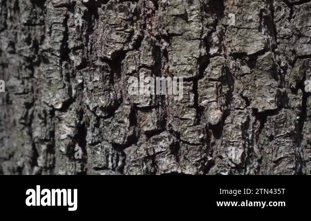 Roughness map Stock Videos & Footage - HD and 4K Video Clips - Alamy