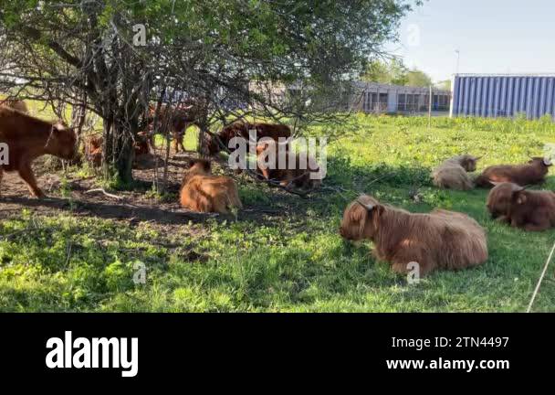 Highland beef cattle Stock Videos & Footage - HD and 4K Video Clips - Alamy