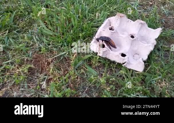 large madagascar hissing cockroach siting outside on paper egg tray ...