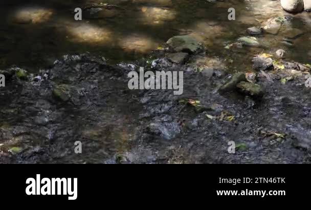 A river of Todoroki valley in Tokyo in summer telephoto shot. High ...