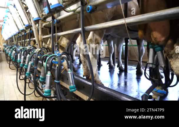 Close up of equipment for milking cows. Cattle waiting to putting steel ...