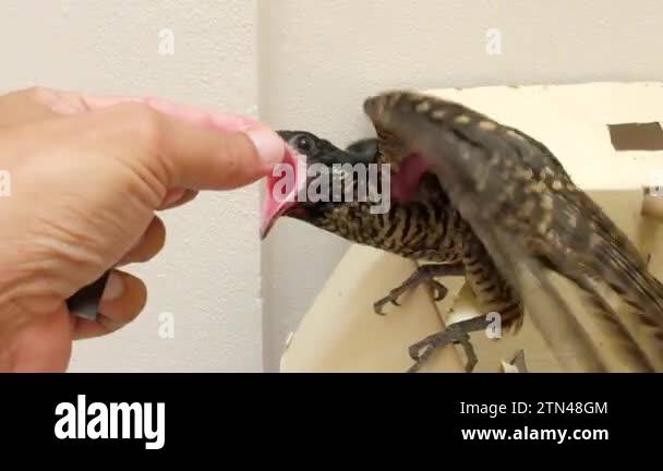 Cuckoo nest Stock Videos & Footage - HD and 4K Video Clips - Alamy