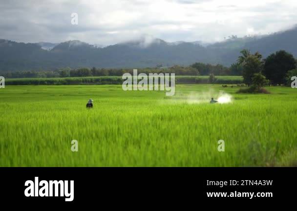 Paddy pests Stock Videos & Footage - HD and 4K Video Clips - Alamy
