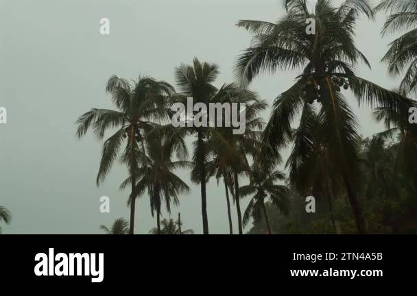 Raindrops fall against palm trees in tropical monsoon. Scene of stormy ...