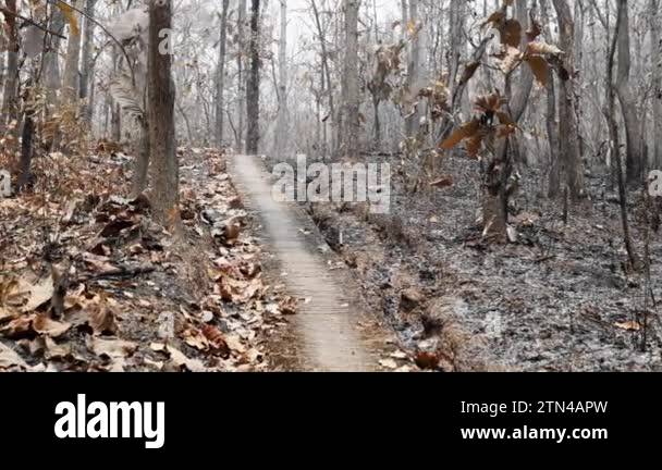 Draping trees Stock Videos & Footage - HD and 4K Video Clips - Alamy