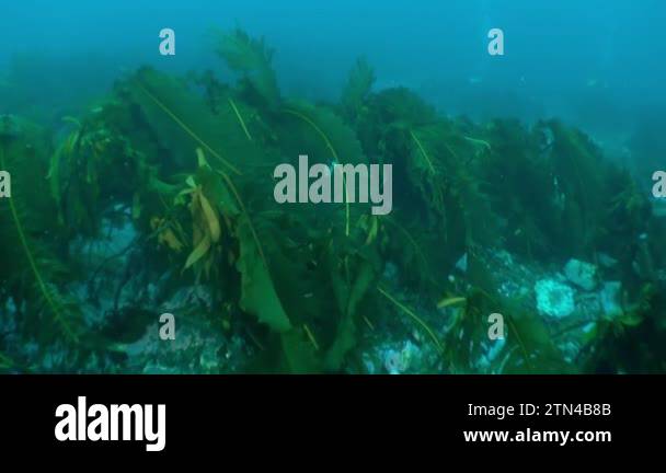 Underwater arctic landscape video in cold clear water of the Arctic ...