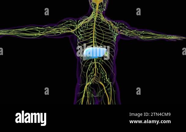 Medical animation human liver Stock Videos & Footage - HD and 4K Video ...