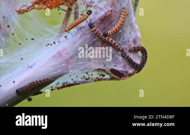 Many spinning moth caterpillars as canker worms in silky cocoon infest ...